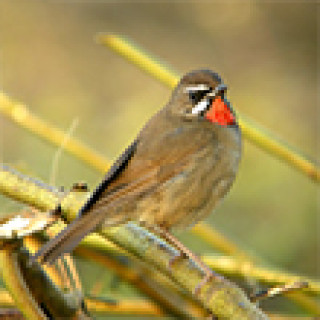 Vogels in India | 3 Tips voor vogelreizen India