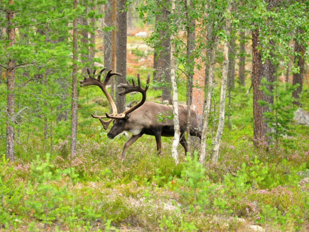 Idre in Zweden: trollen, elanden en mooie natuur | Vakantie Idre