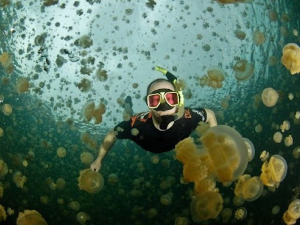 Snorkelen met kwallen in Palau | Jellyfish Lake