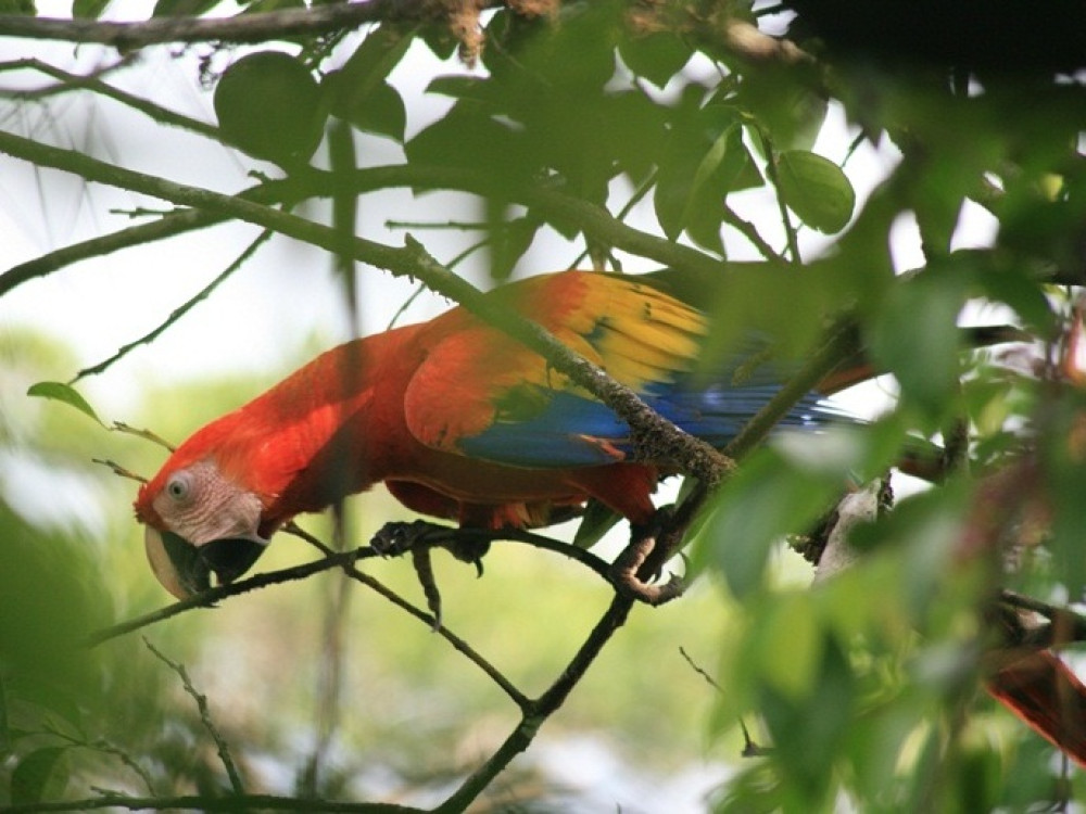 Vogels in Costa Rica | Tips vogelreis in Costa Rica