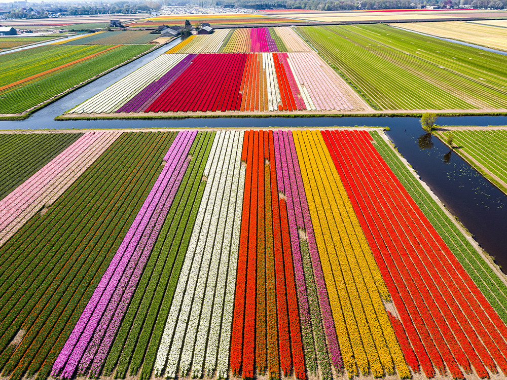8x Mooiste plekken Bollenstreek | Bloemenvelden in Nederland