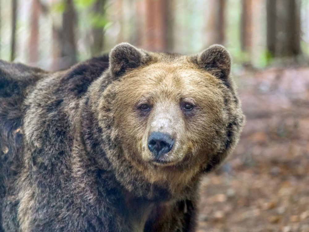 Beren in Bulgarije | Bruine beren en wildlife in Bulgarije