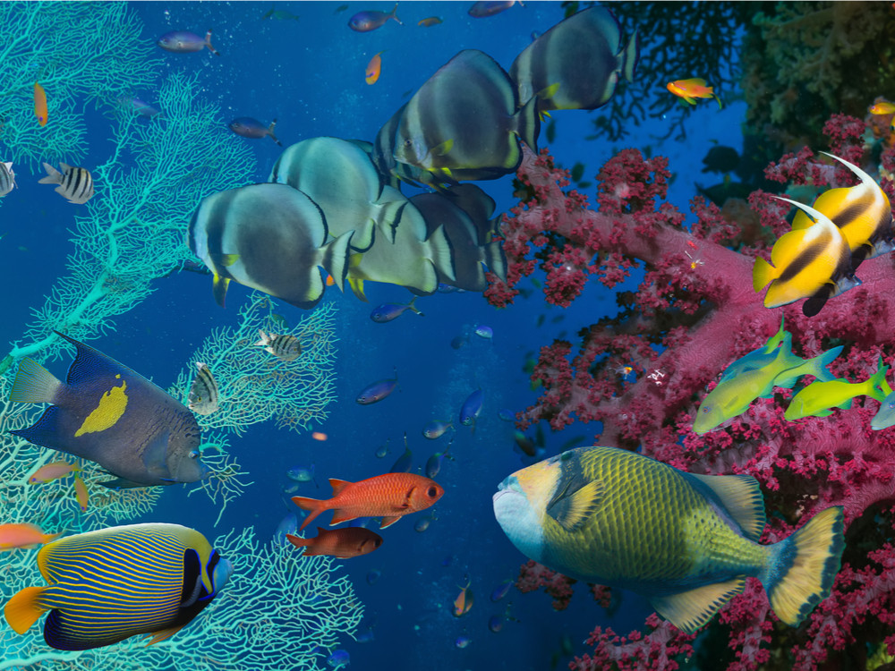 Duiken in Egypte | Tips duikreis Egypte op Naturescanner