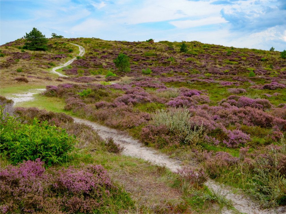 Natuurgebied de Schoorlse Duinen | Stuifduinen en routes