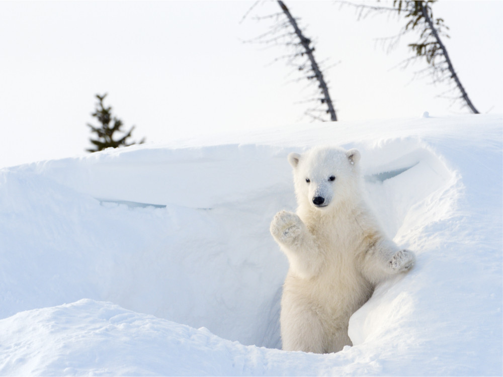 IJsberen in Canada | Wildlife reis Manitoba en Churchill