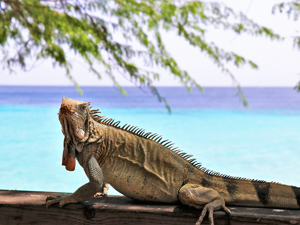 Natuur Curaçao | Mooiste plekjes en natuurgebieden