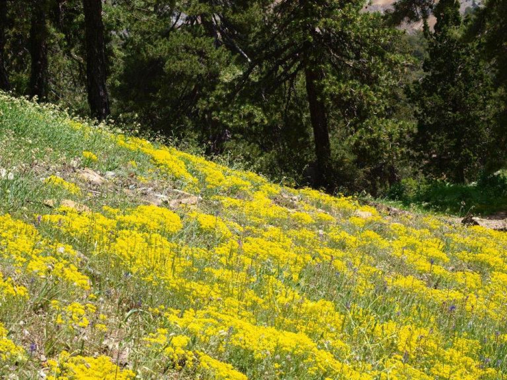 Natuur op Cyprus | De mooiste plekjes op Cyprus