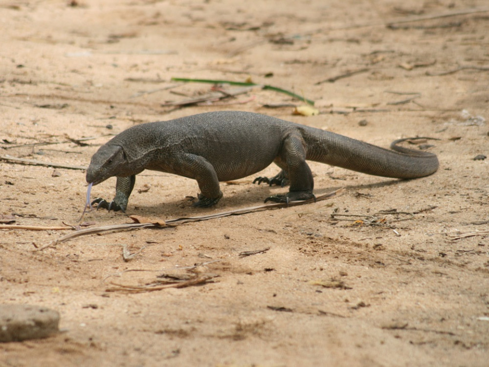Sri Lanka natuur | 10 Tips voor een rondreis in Sri Lanka