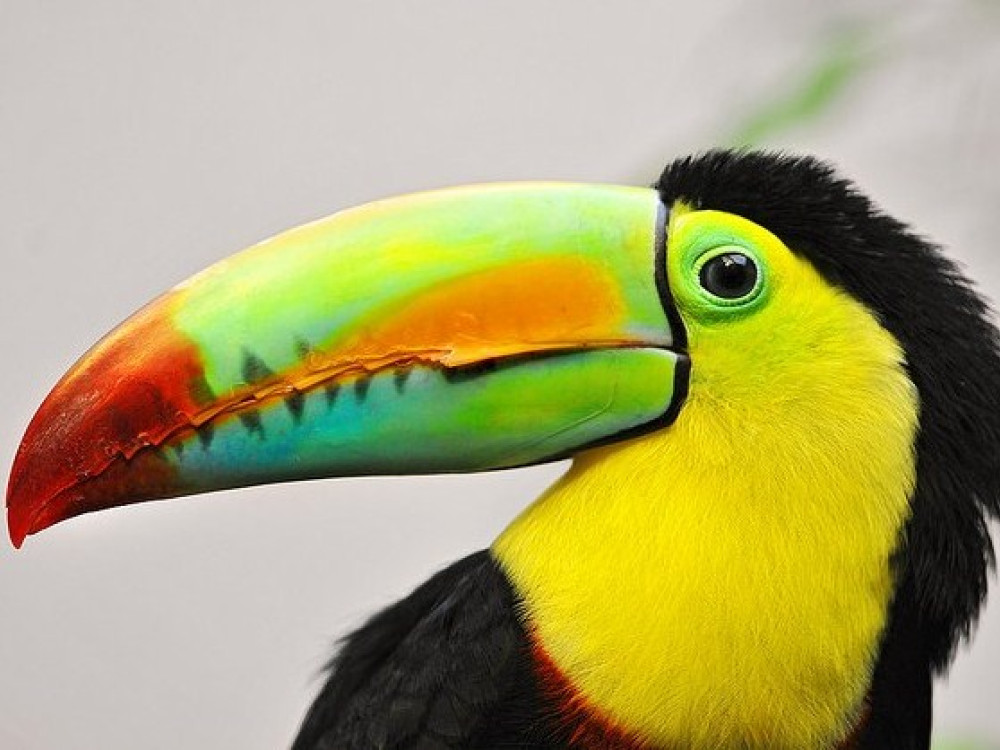 Costa Rica natuur | 28x Reistips en Mooiste plekken