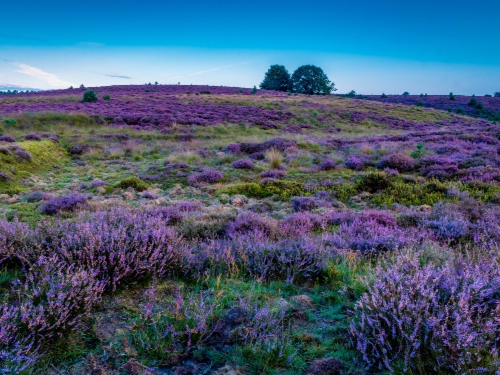 Posbank bij Arnhem | Natuur en wandeltips
