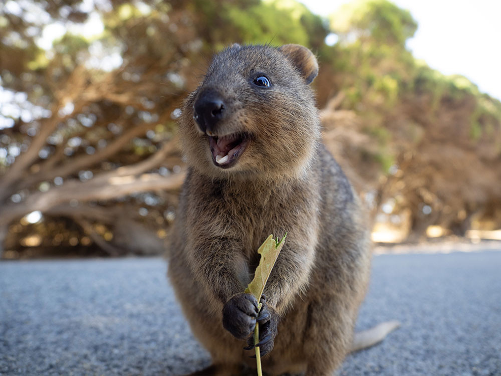 De lachende quokka in het wild zien? Handige tips + weetjes