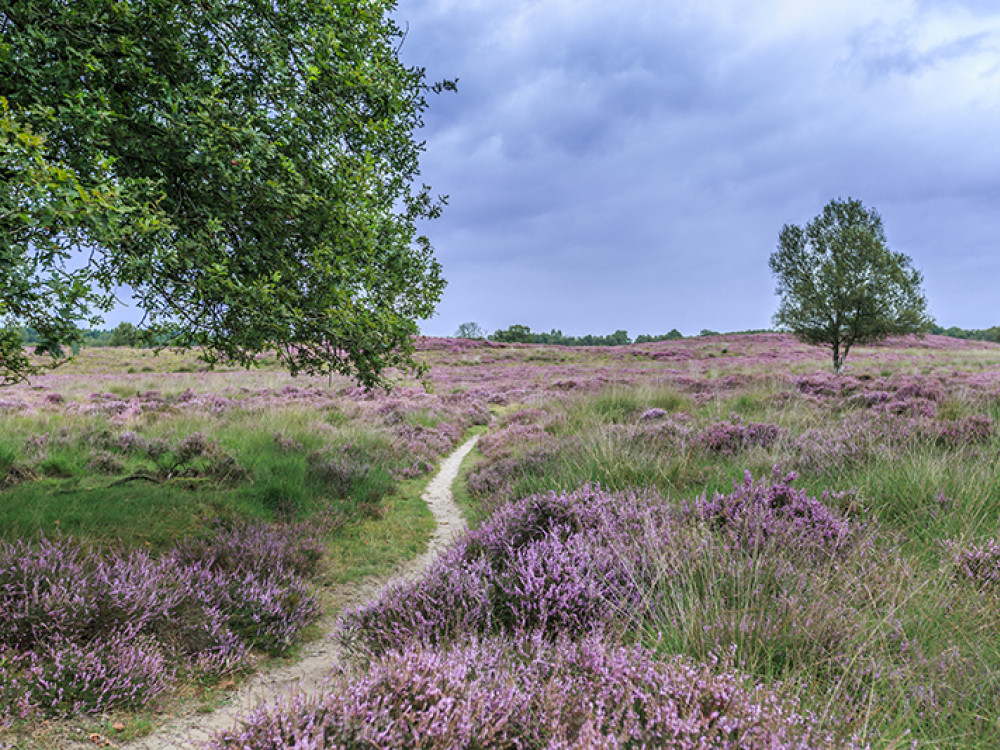 Mooiste plekken in Drenthe | Natuur en parken tips