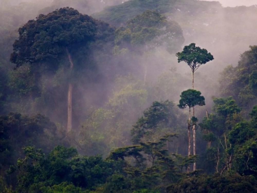 Nyungwe Forest Nationaal Park in Rwanda | Naturescanner