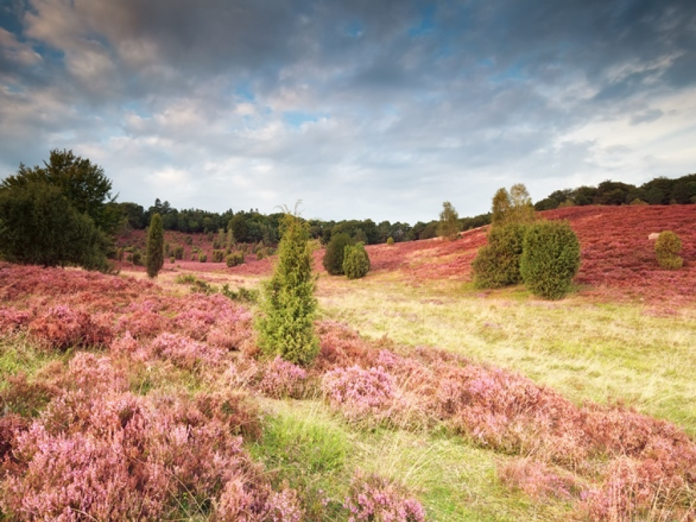 Natuur rond Hannover | Lüneburger heide en Südheide