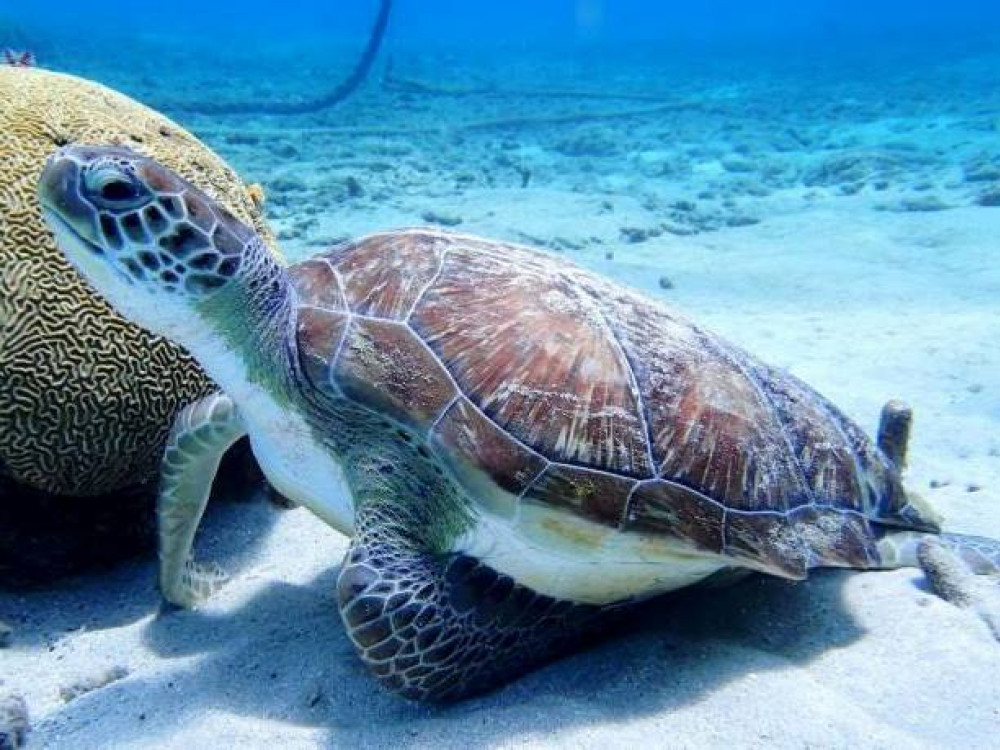 Natuur Curaçao | Mooiste plekjes op Curacao