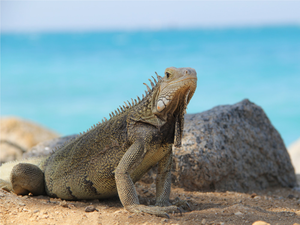 Natuur Aruba | De 6 mooiste plekken op Aruba