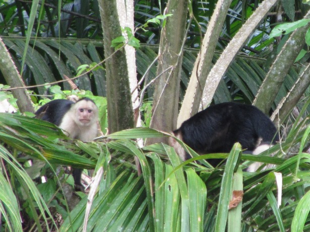 Jungle reizen | De mooiste junglegebieden en oerwouden