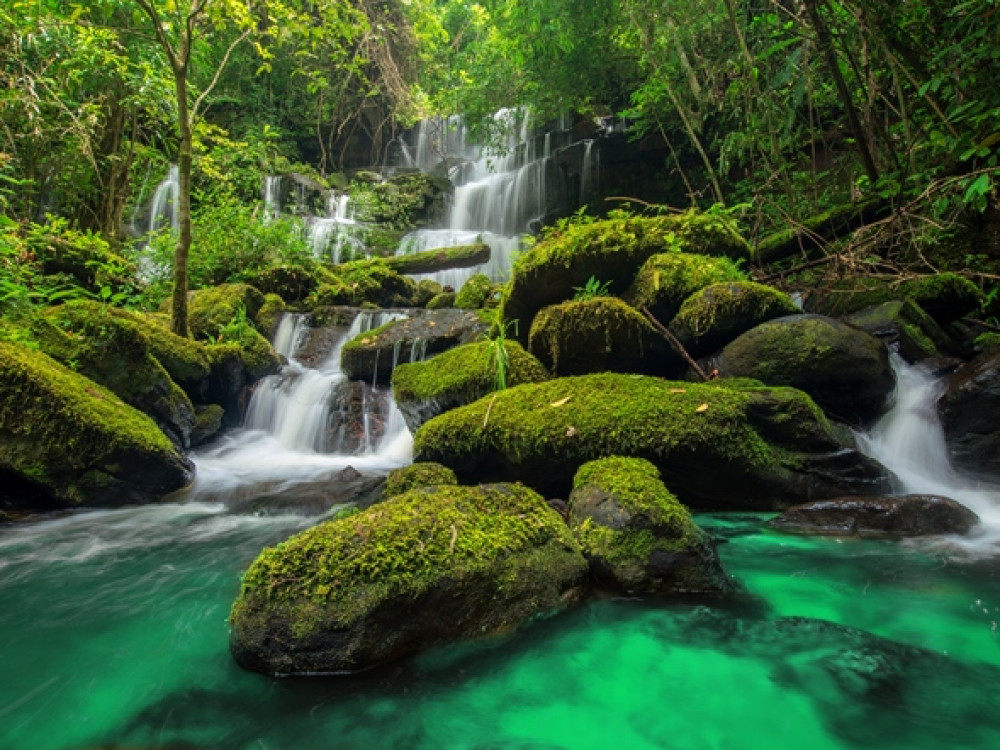 Jungle reizen | De mooiste junglegebieden en oerwouden