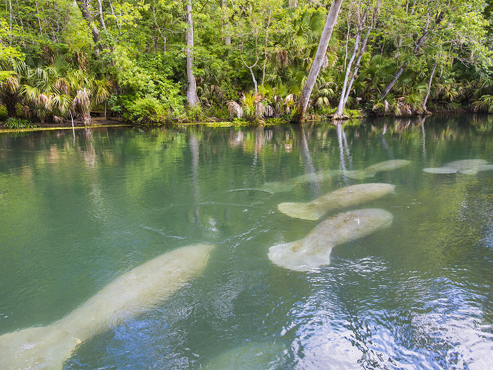 Zeekoeien in het wild spotten | Leefgebied en soorten