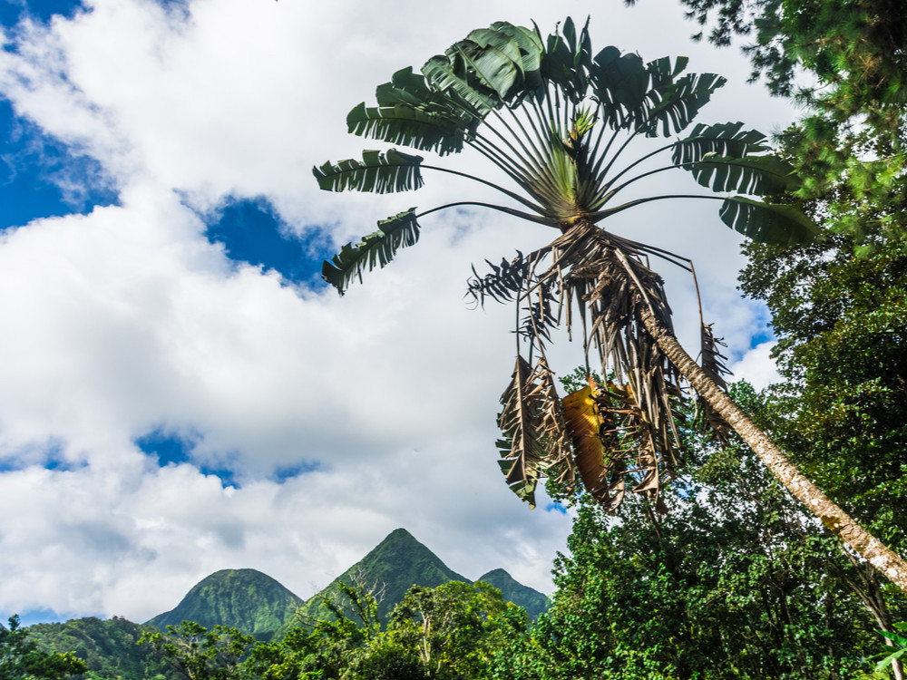 Natuur op de Caraïben | Mooiste Caribische Eilanden