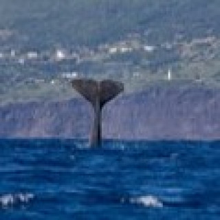 Walvissen op de Azoren - Tips voor whale watching Azoren