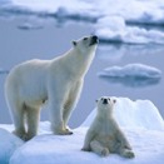 Reizen naar de Noordpool | Tips voor noordpoolreizen