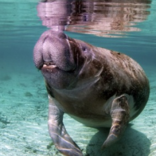 Zeekoeien in het wild spotten | Leefgebied en soorten