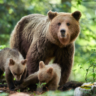 Beste plekken om beren te zien | Beren in het wild
