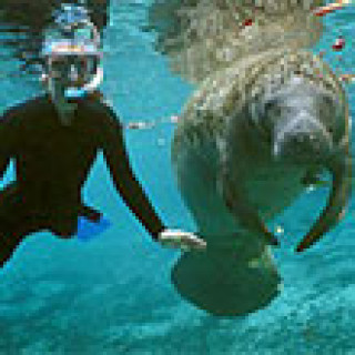 Zeekoeien in het wild spotten | Leefgebied en soorten