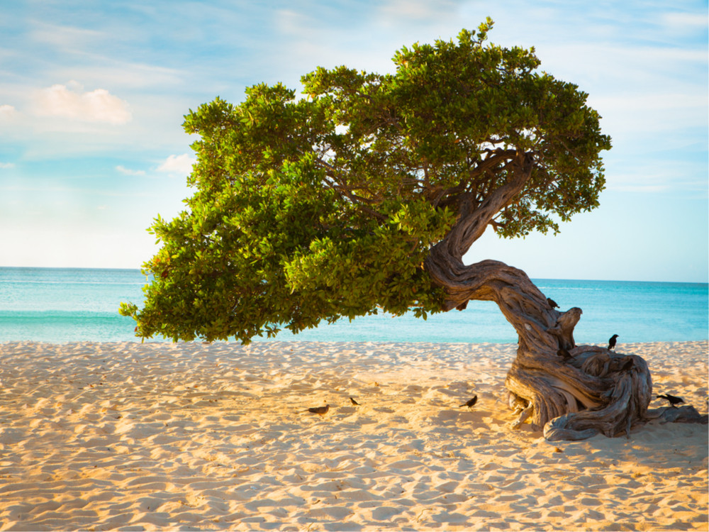 Natuur Aruba | De 6 mooiste plekken op Aruba